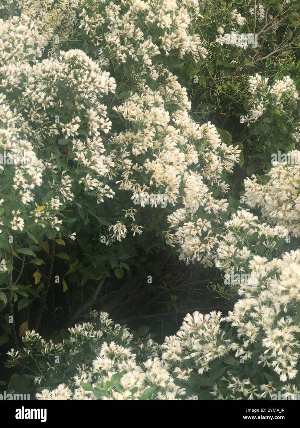 groundsel tree (Baccharis halimifolia Stock Photo - Alamy