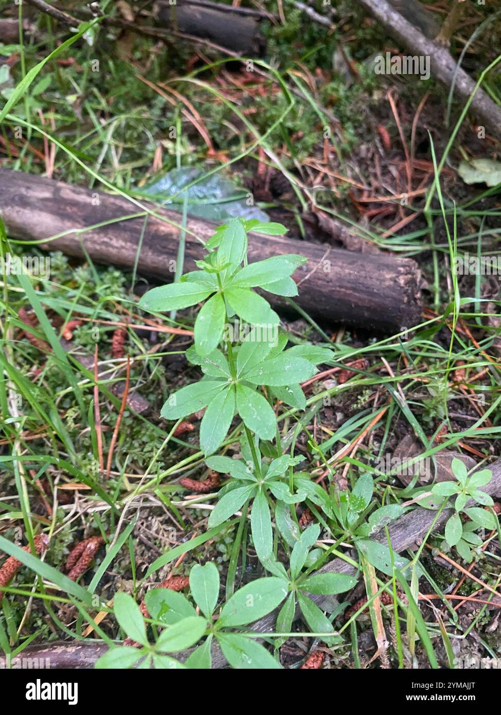 fragrant bedstraw (Galium triflorum Stock Photo - Alamy