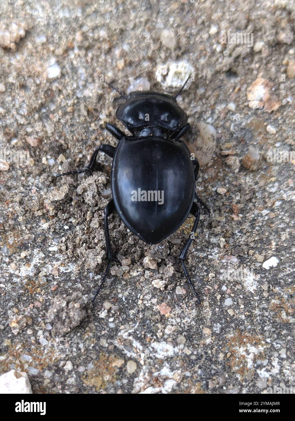 Warrior Beetles (Pasimachus Stock Photo - Alamy