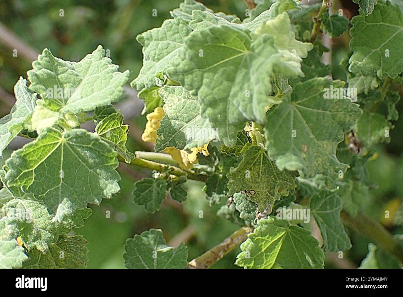 Pink Swampmallow (Pavonia columella Stock Photo - Alamy