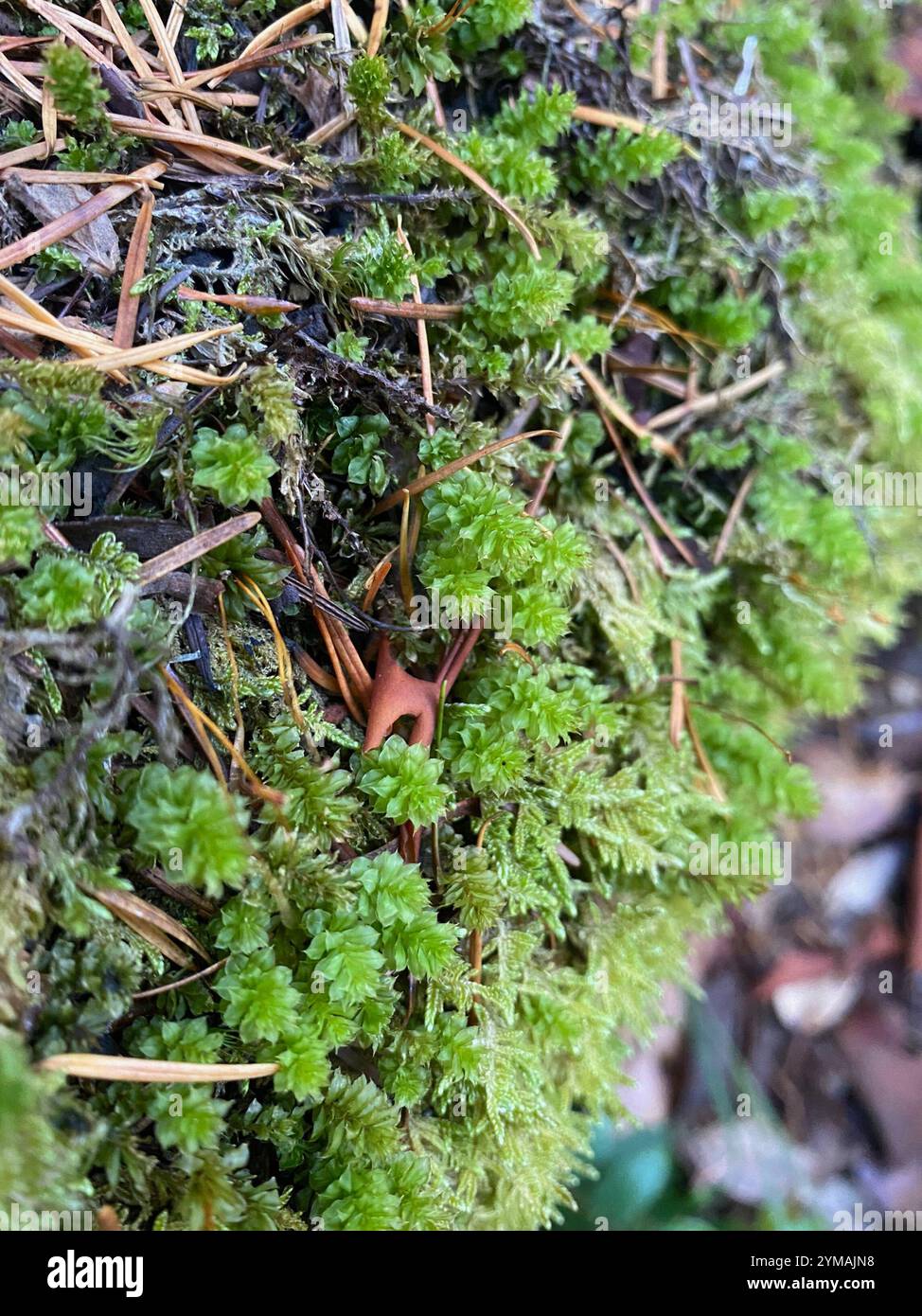 magnificent leafy moss (Plagiomnium venustum Stock Photo - Alamy
