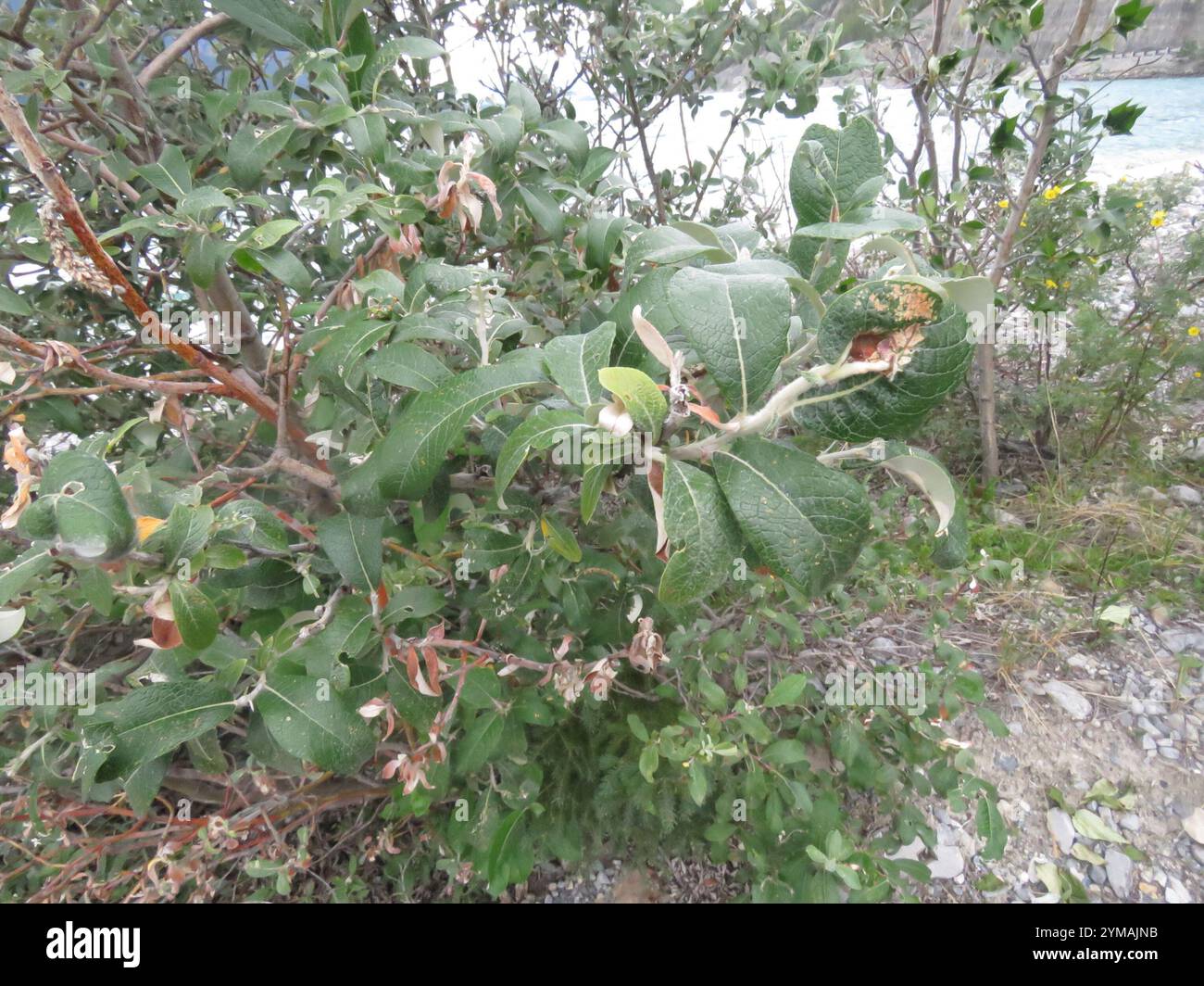 Alaska willow (Salix alaxensis Stock Photo - Alamy