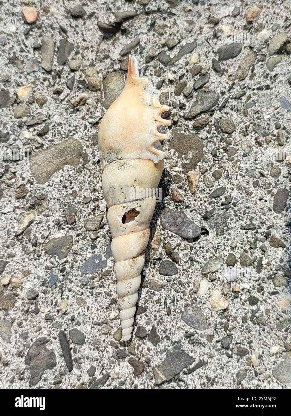 Spindle Tibia (Tibia fusus Stock Photo - Alamy