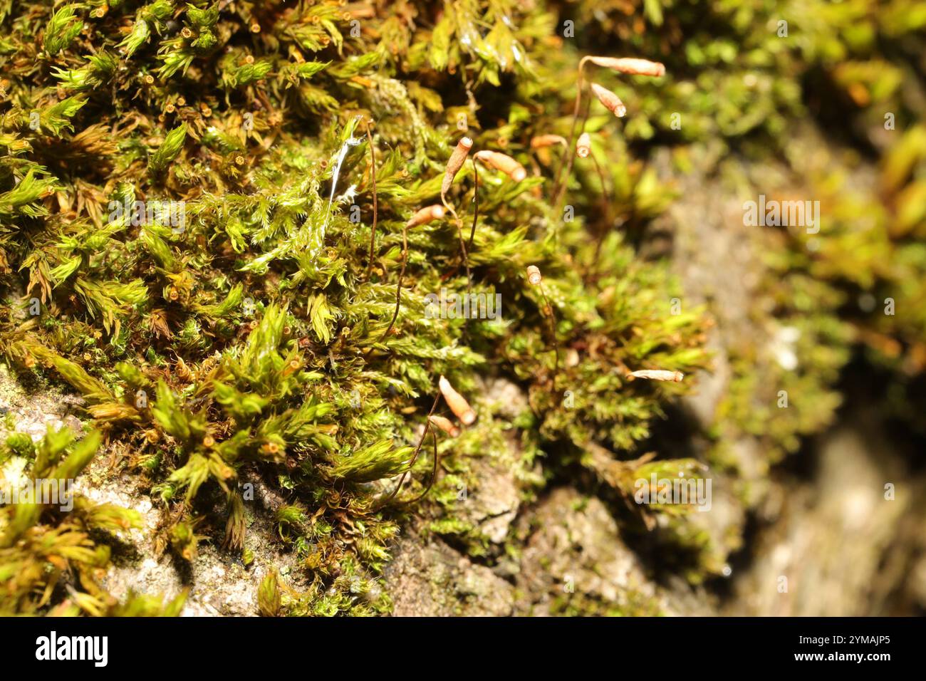 Wood Bristle-moss (Lewinskya affinis Stock Photo - Alamy