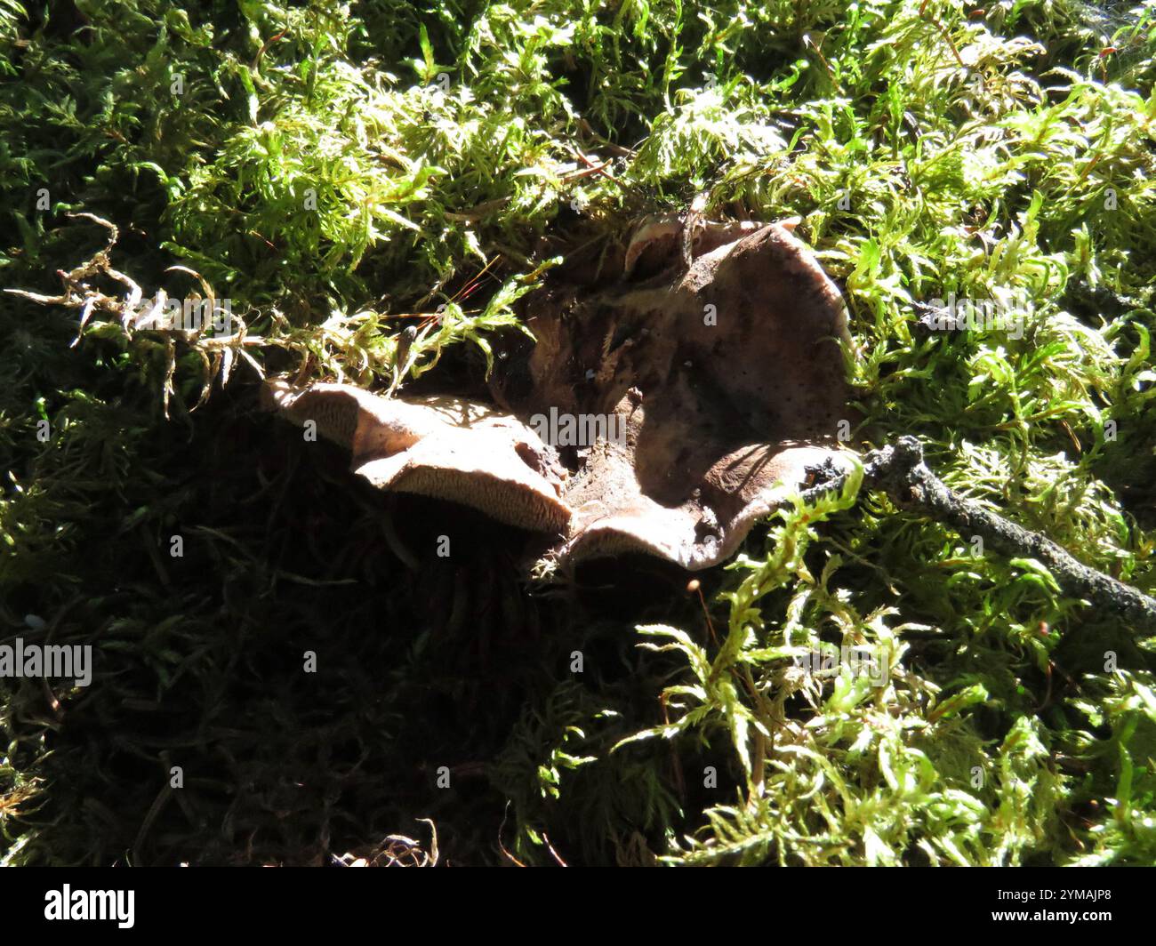 shingled hedgehog (Sarcodon imbricatus Stock Photo - Alamy