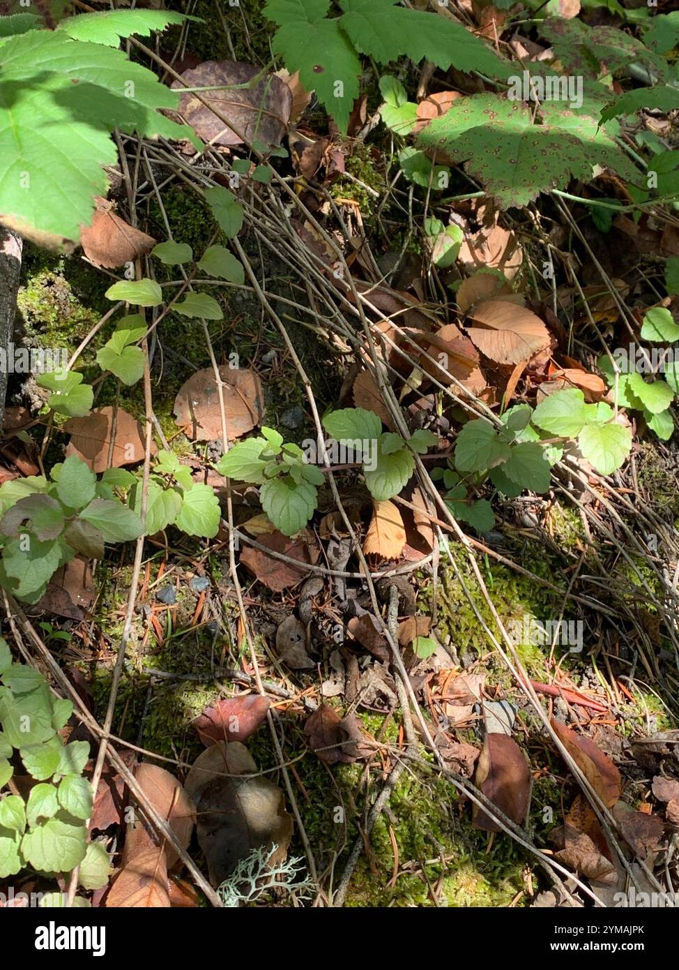 yerba buena (Clinopodium douglasii Stock Photo - Alamy