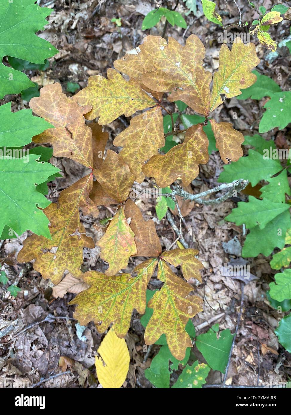 white oak (Quercus alba Stock Photo - Alamy