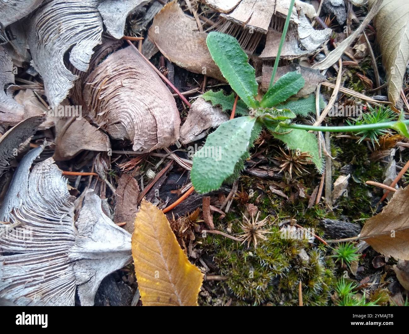 Common Cat's-ear (Hypochaeris radicata Stock Photo - Alamy