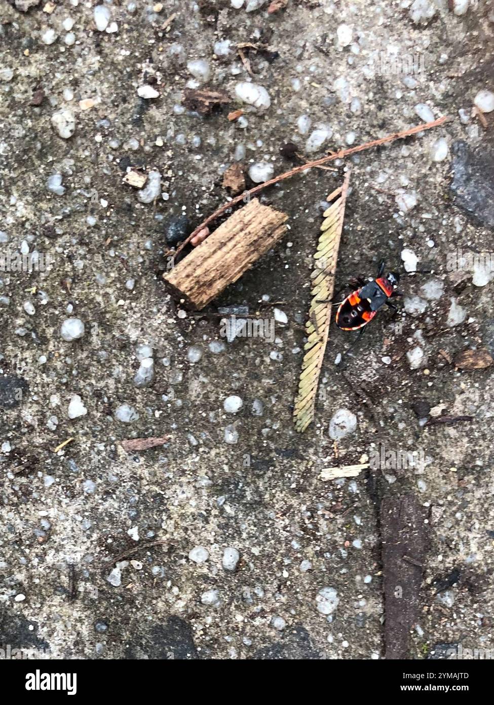 Dindymus versicolor hi-res stock photography and images - Alamy