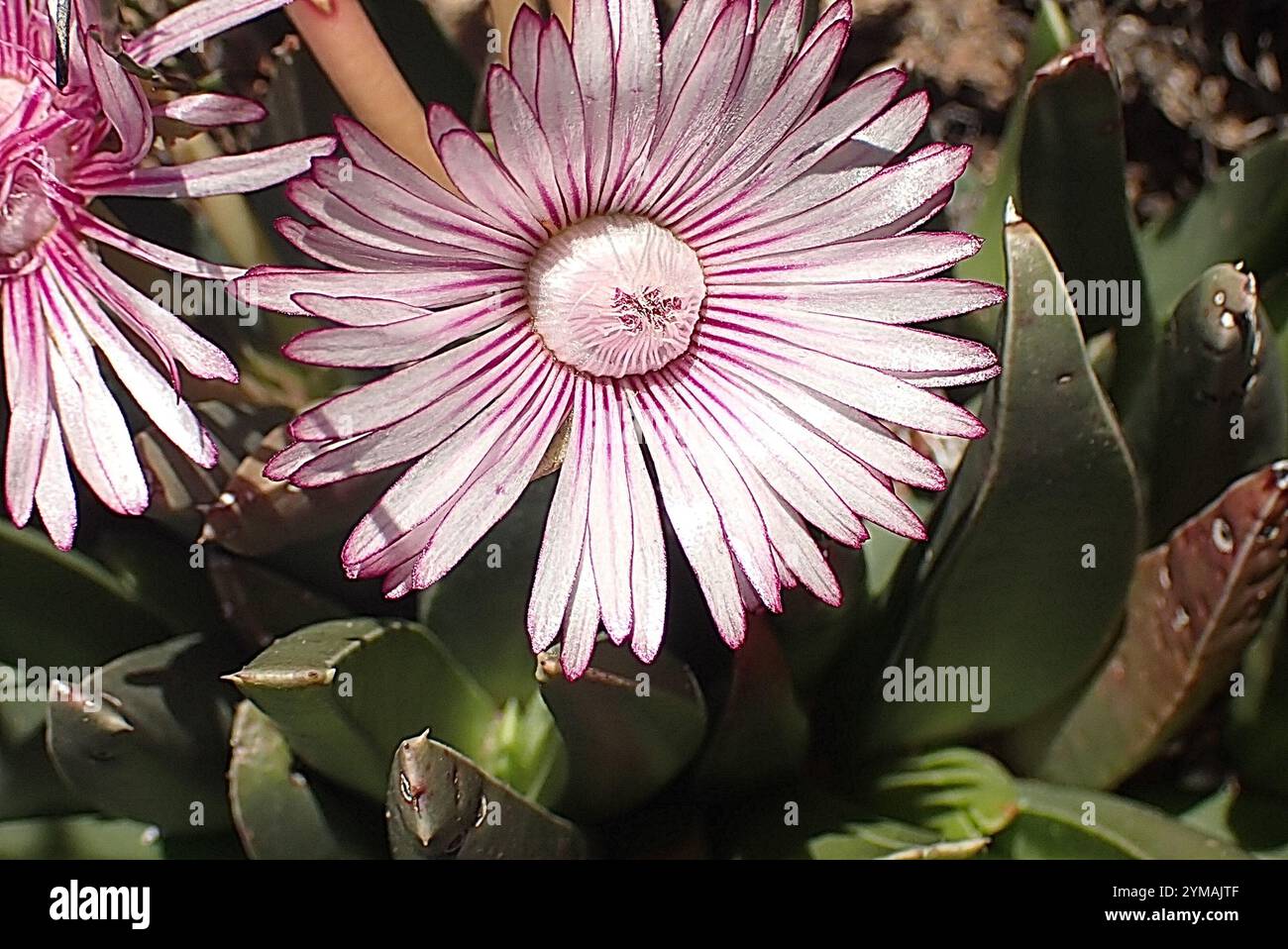 Common Tiptoothfig (Acrodon bellidiflorus Stock Photo - Alamy