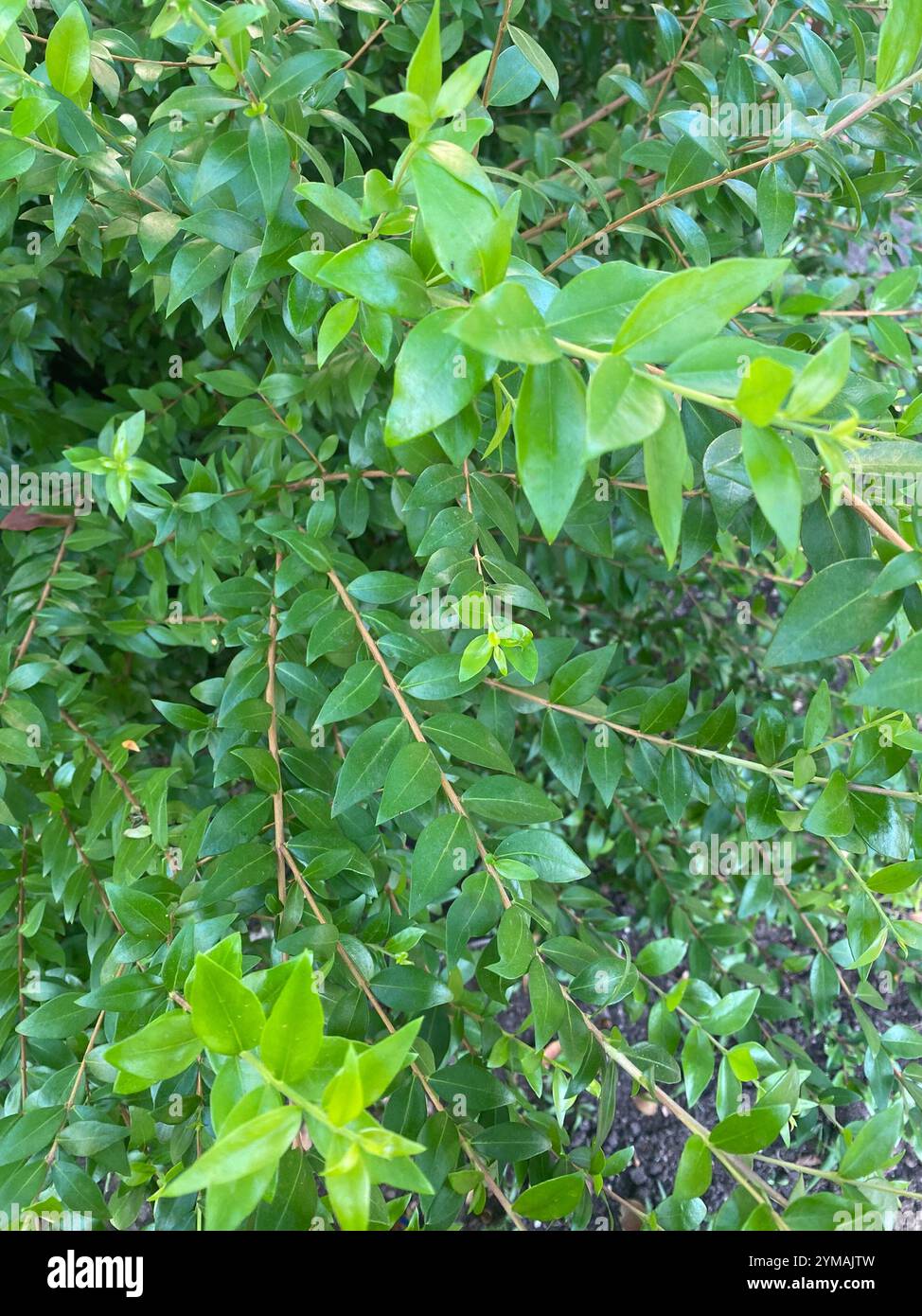 myrtle (Myrtus communis Stock Photo - Alamy