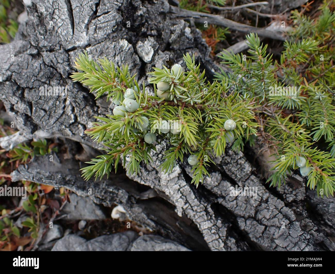 common juniper (Juniperus communis Stock Photo - Alamy