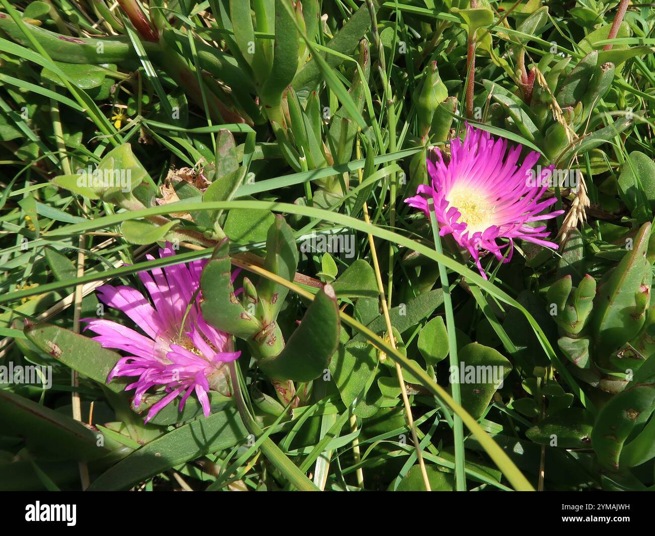 Australian Pig Face (Carpobrotus rossii Stock Photo - Alamy
