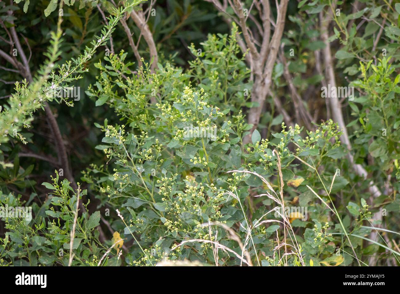 groundsel tree (Baccharis halimifolia Stock Photo - Alamy