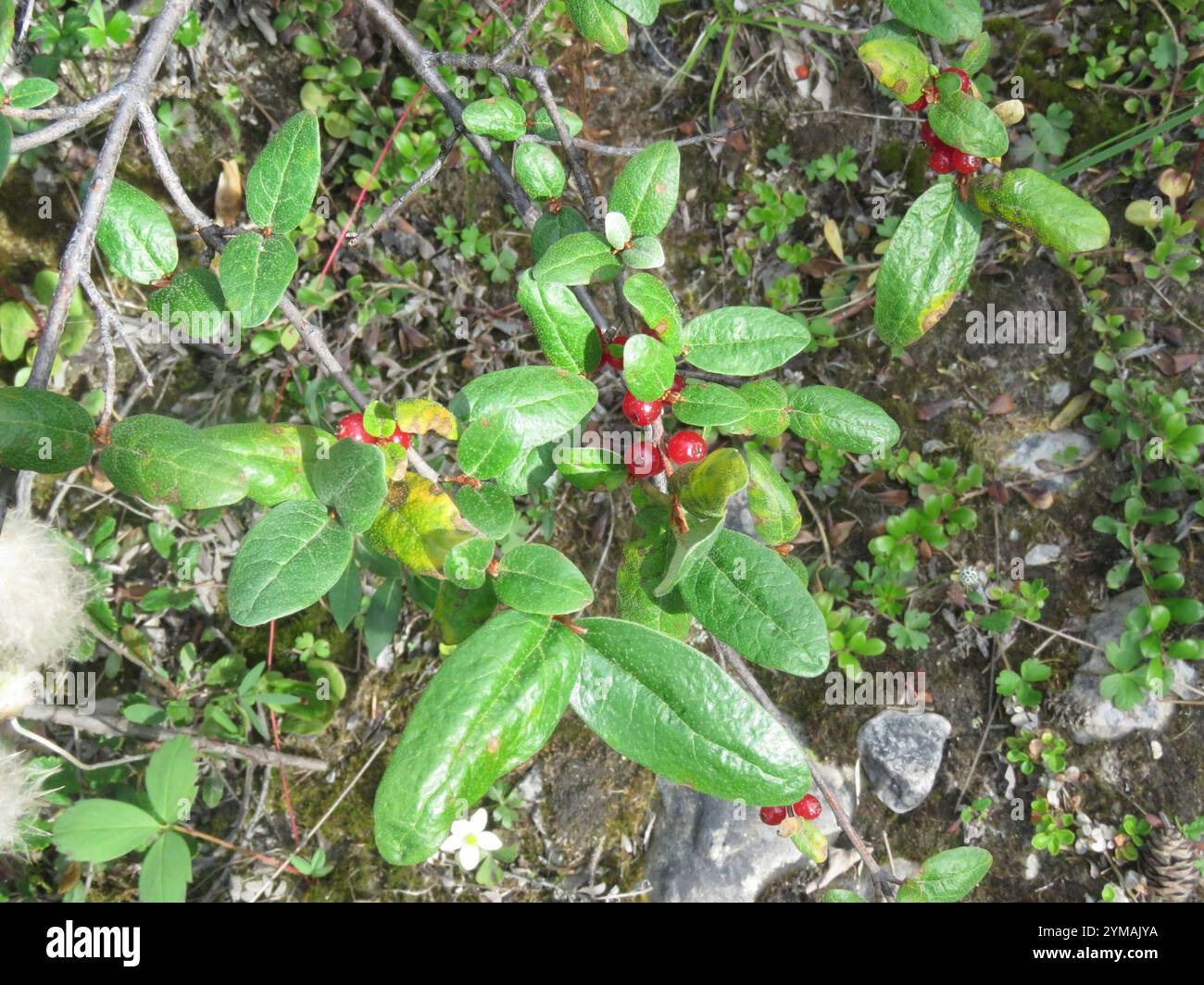 Canadian buffalo-berry (Shepherdia canadensis Stock Photo - Alamy