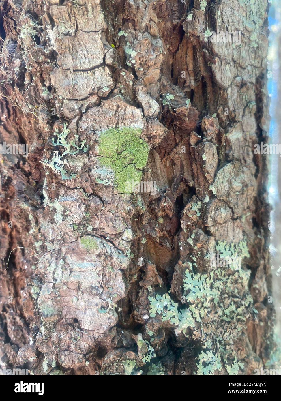 common lichens (Lecanoromycetes Stock Photo - Alamy
