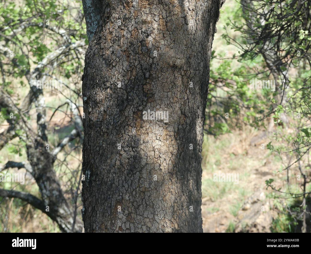 Combretum molle hi-res stock photography and images - Alamy
