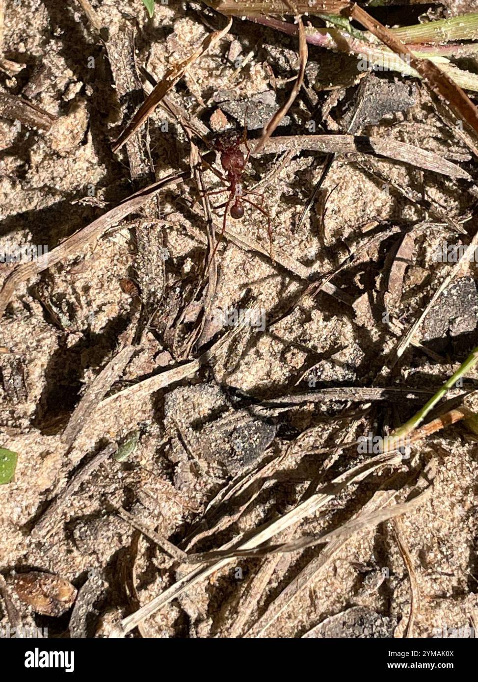 Texas Leafcutter Ant (Atta texana Stock Photo - Alamy