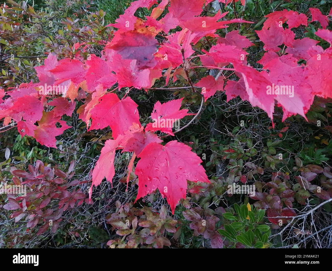 red maple (Acer rubrum Stock Photo - Alamy