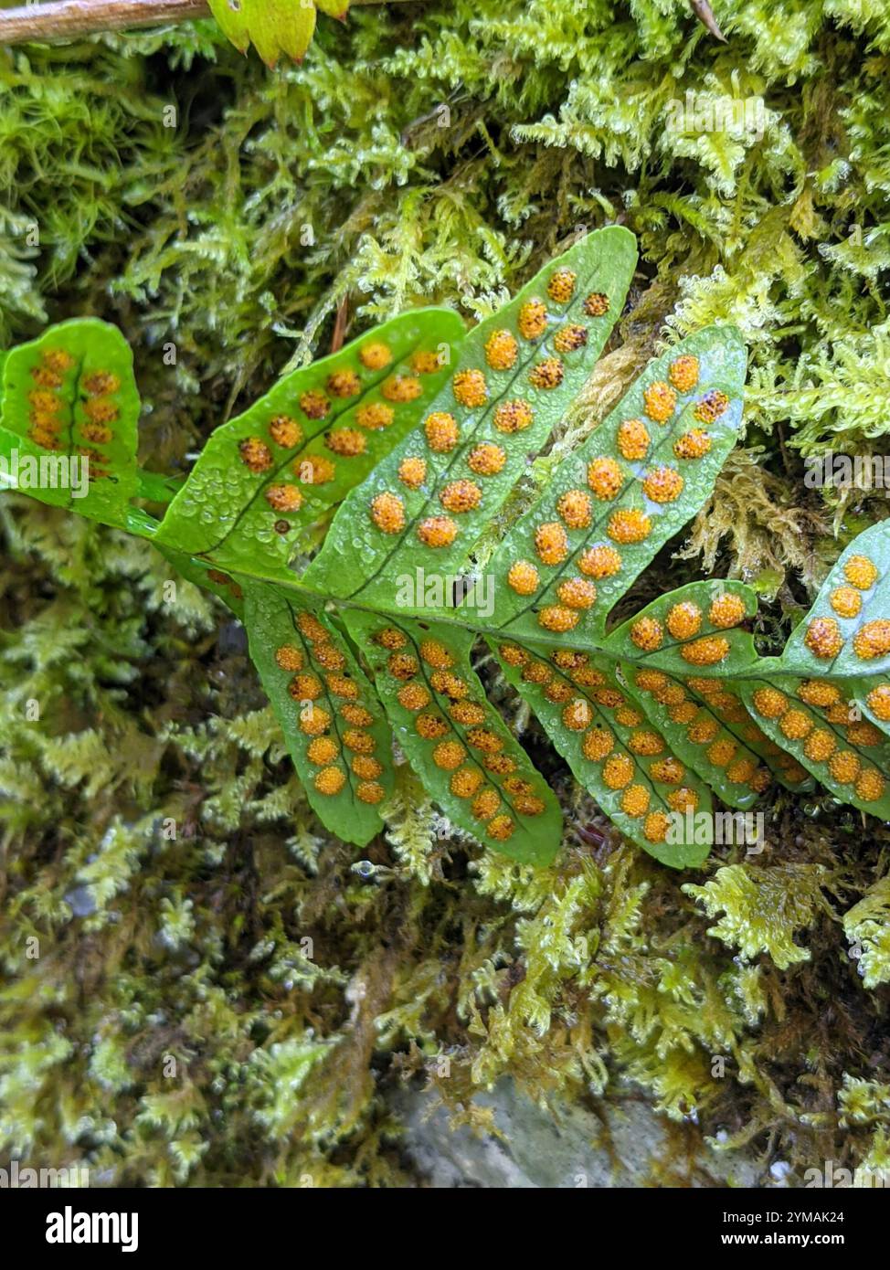 common polypody (Polypodium vulgare Stock Photo - Alamy