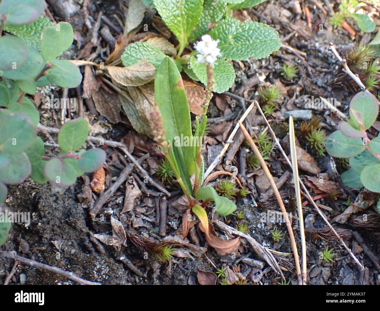 alpine bistort (Bistorta vivipara Stock Photo - Alamy