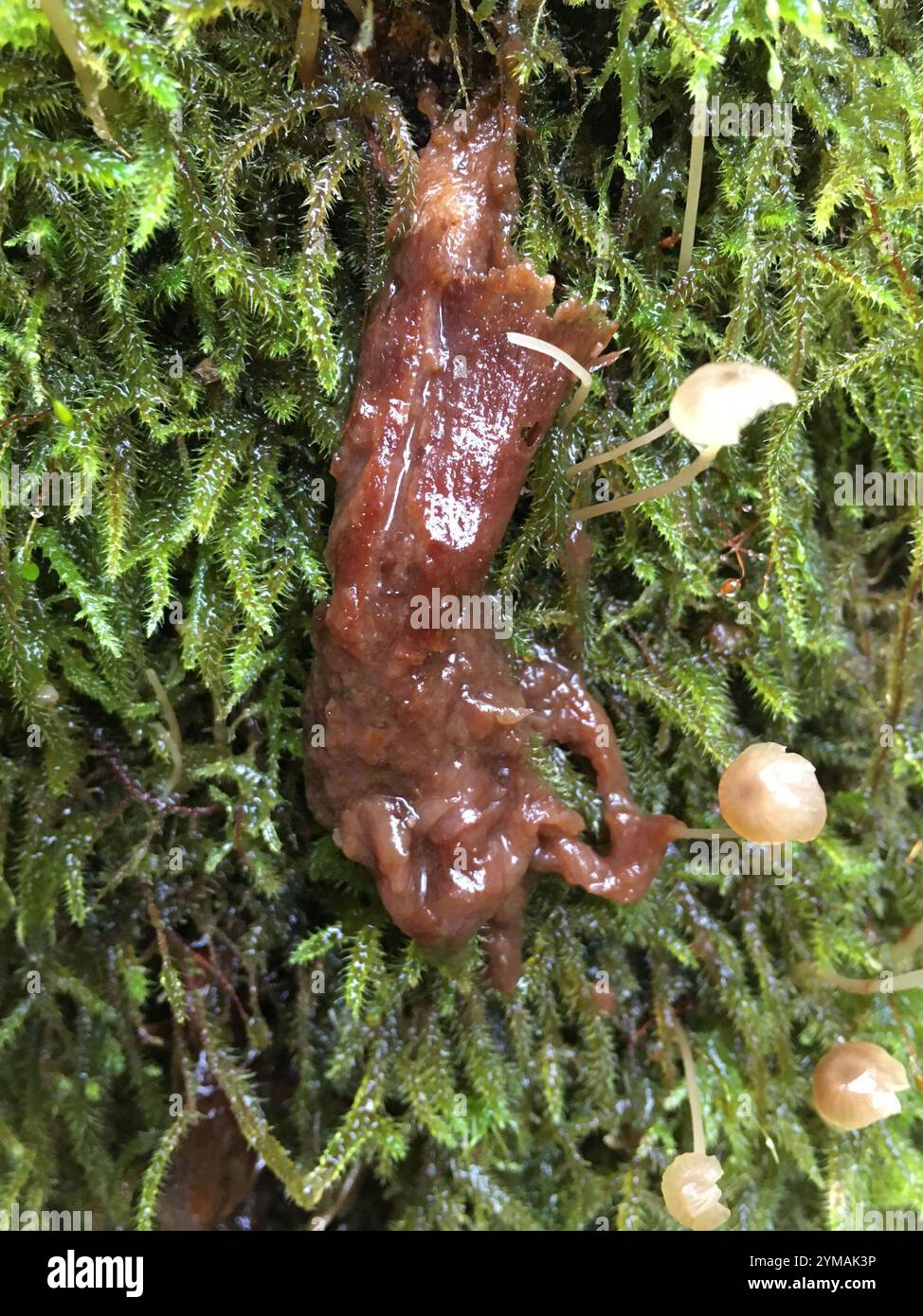 Saddle-shaped False Morel (Gyromitra infula Stock Photo - Alamy