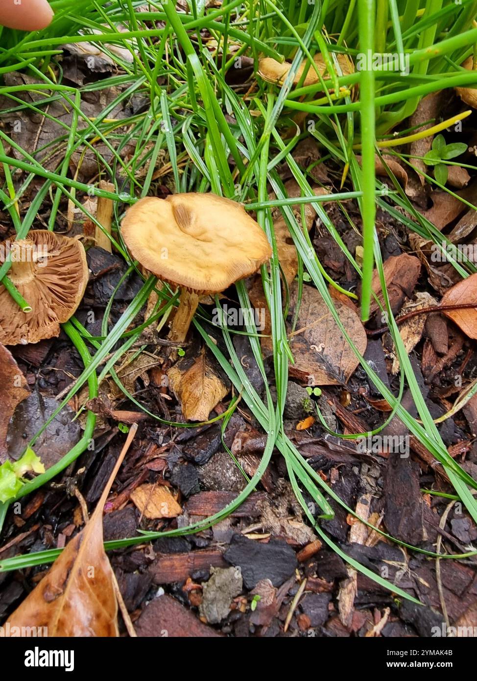 Mulch Fieldcap (Agrocybe putaminum Stock Photo - Alamy