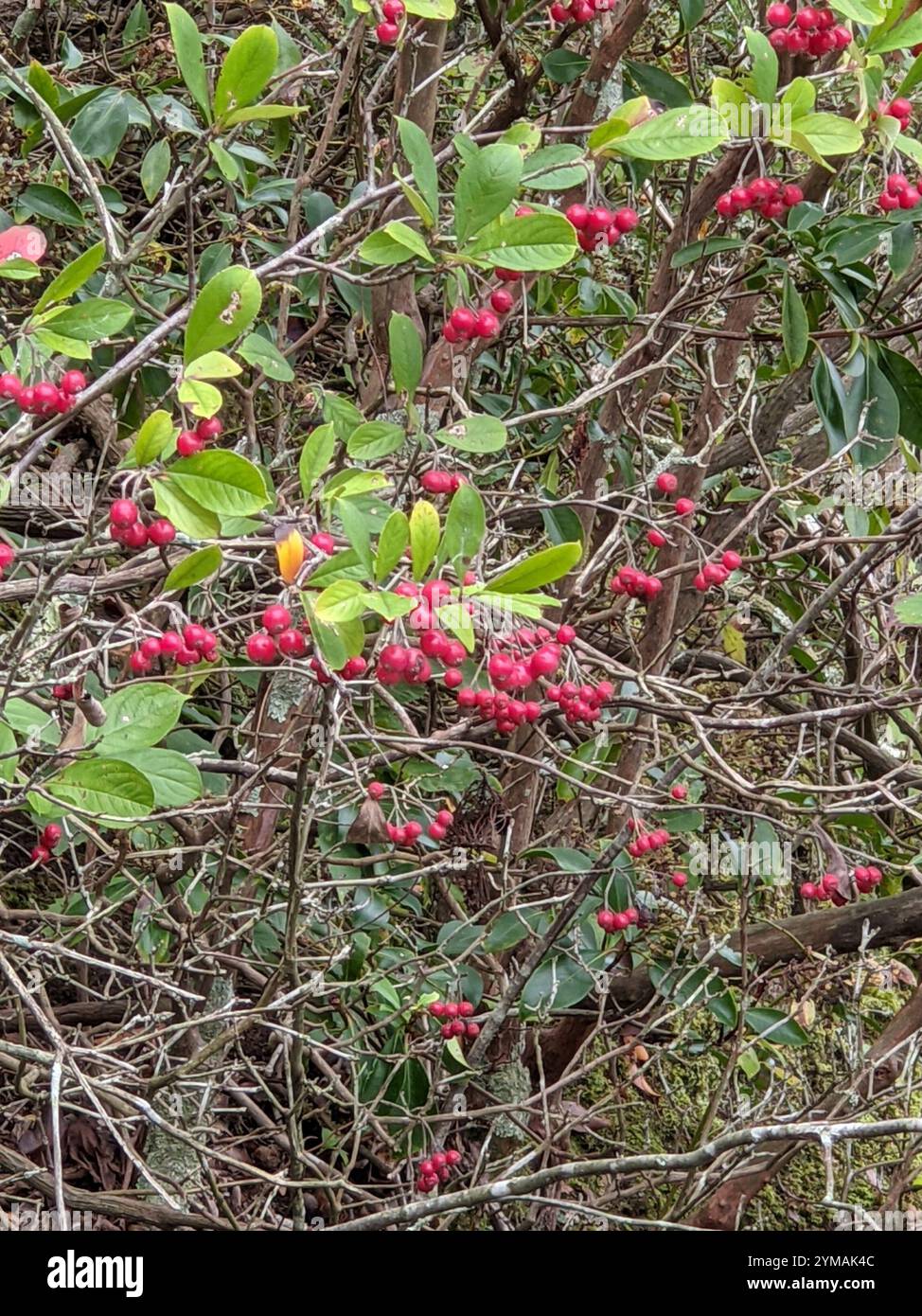 red chokeberry (Aronia arbutifolia Stock Photo - Alamy