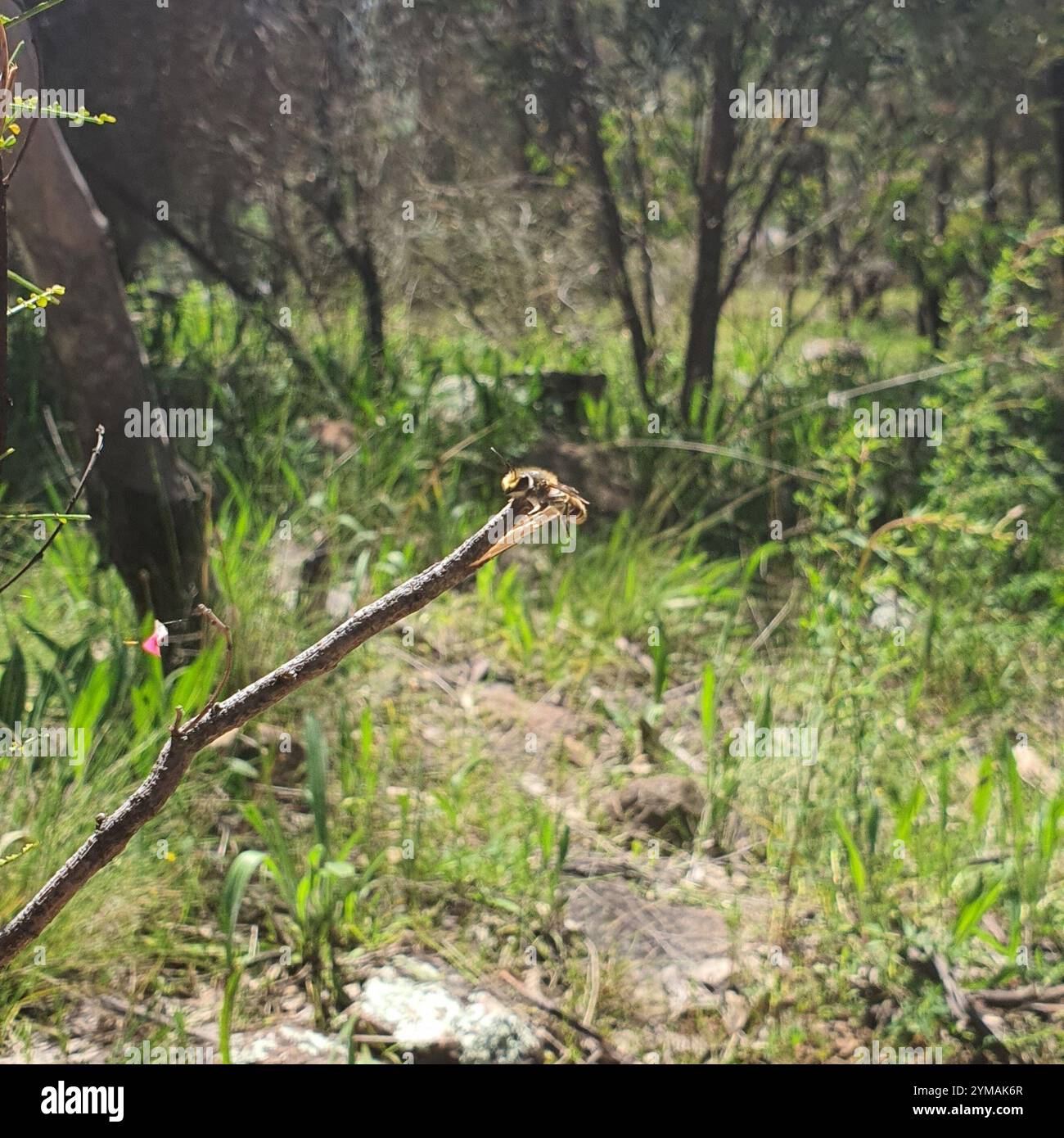 Plasterer Bees (Colletidae Stock Photo - Alamy