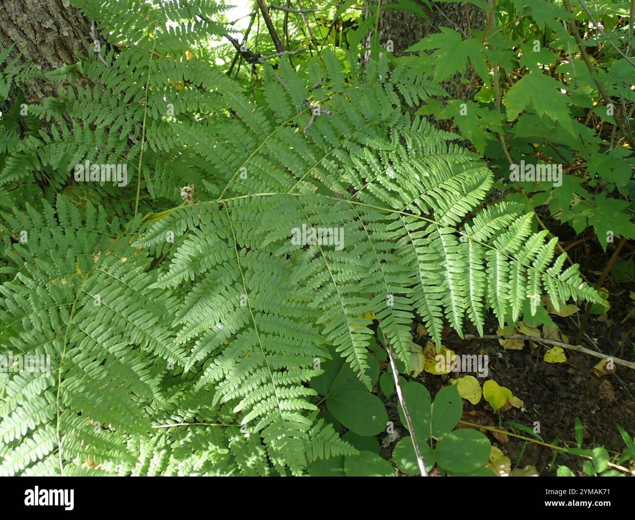 common bracken (Pteridium aquilinum Stock Photo - Alamy