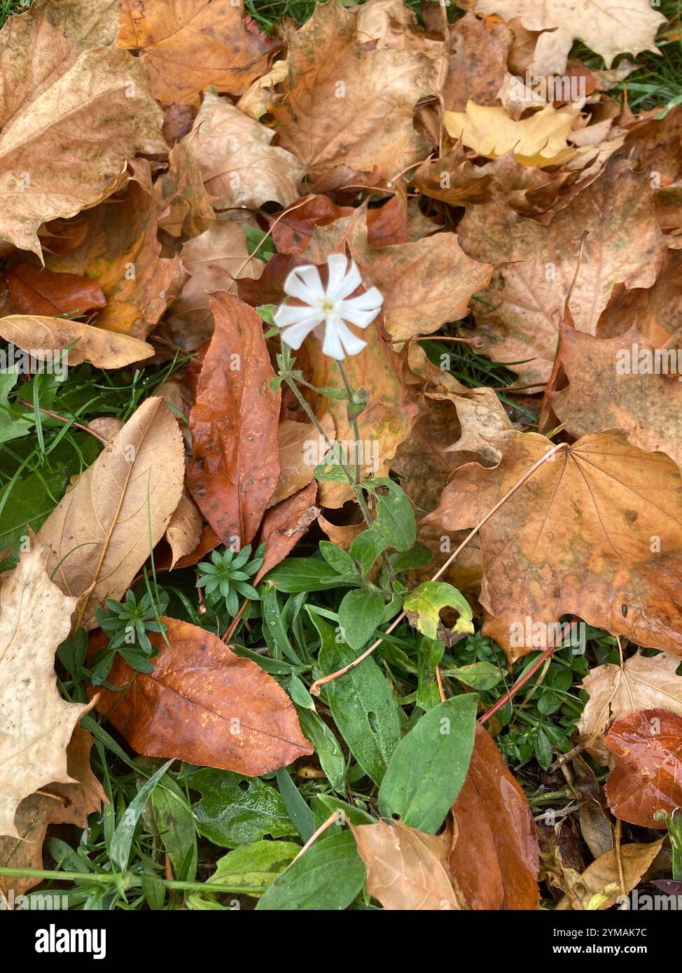 evening lychnis (Silene latifolia alba Stock Photo - Alamy