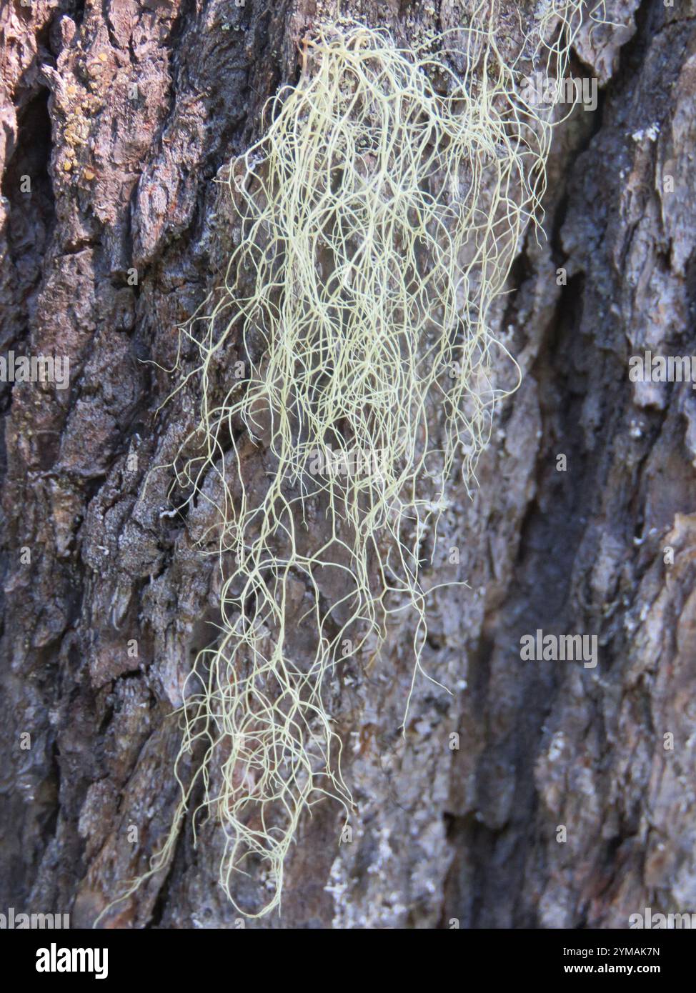 Witch's Hair Lichens (Alectoria Stock Photo - Alamy