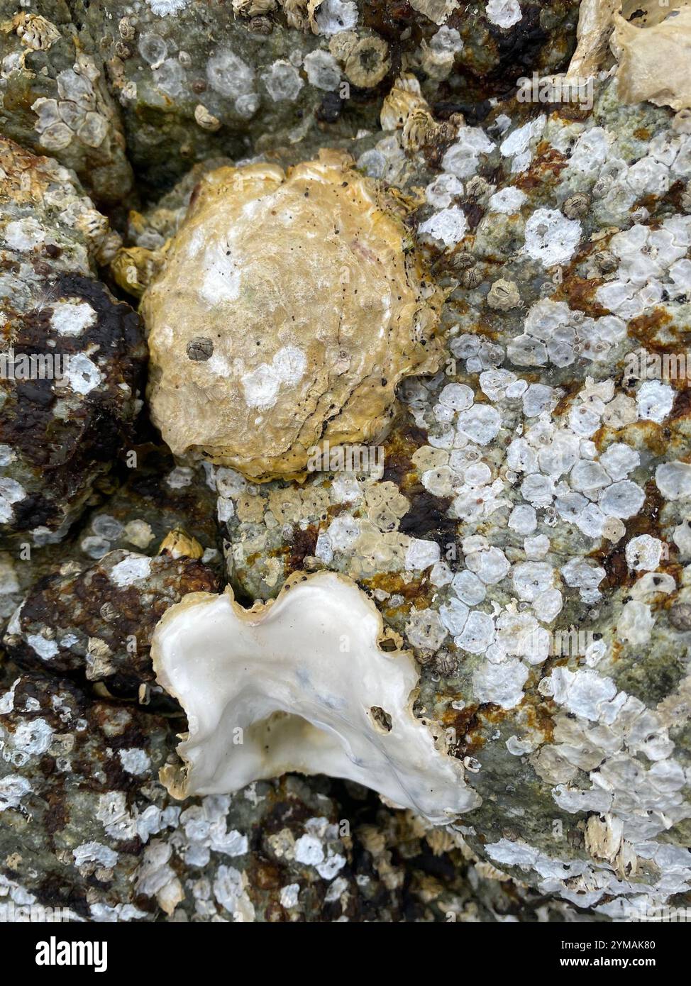 Pacific Oyster (Magallana gigas Stock Photo - Alamy