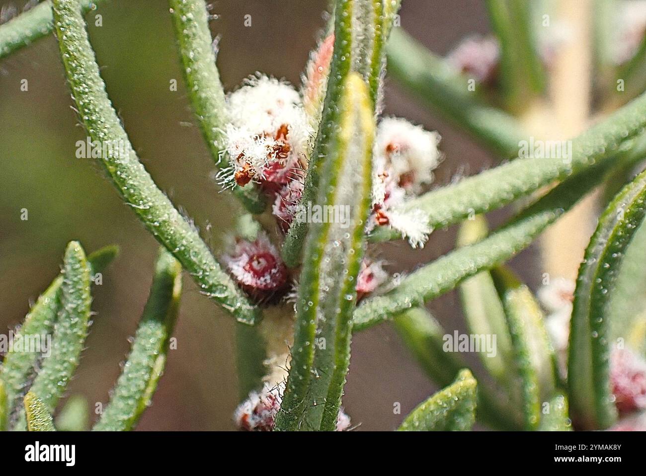 Marsh Sillyberry (Grubbia rosmarinifolia Stock Photo - Alamy