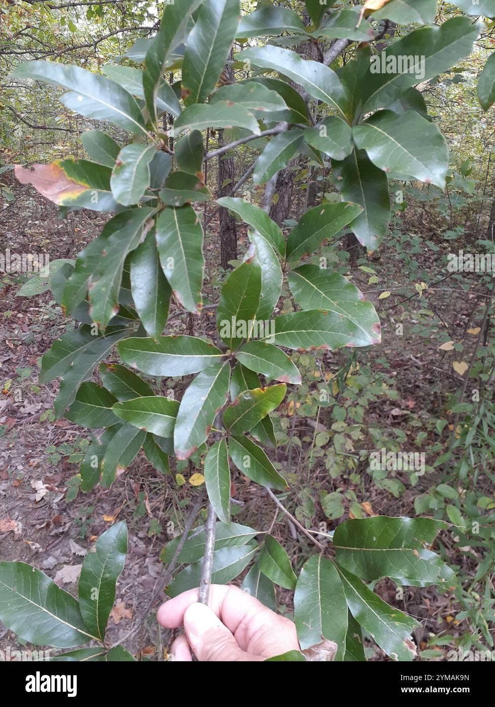 shingle oak (Quercus imbricaria Stock Photo - Alamy