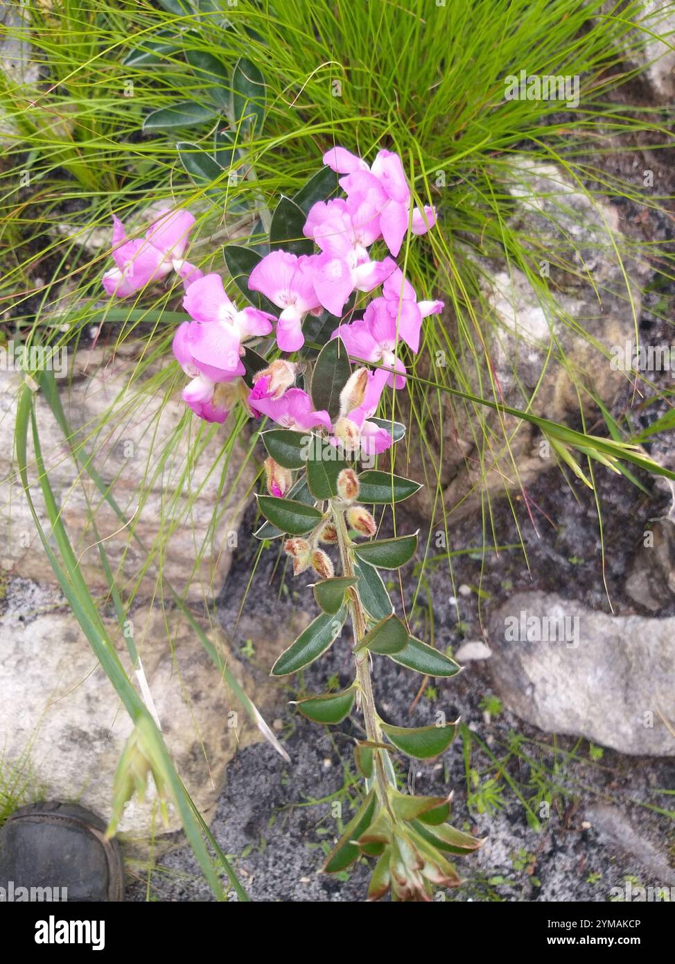 Confusing Capesweetpea (Podalyria variabilis Stock Photo - Alamy