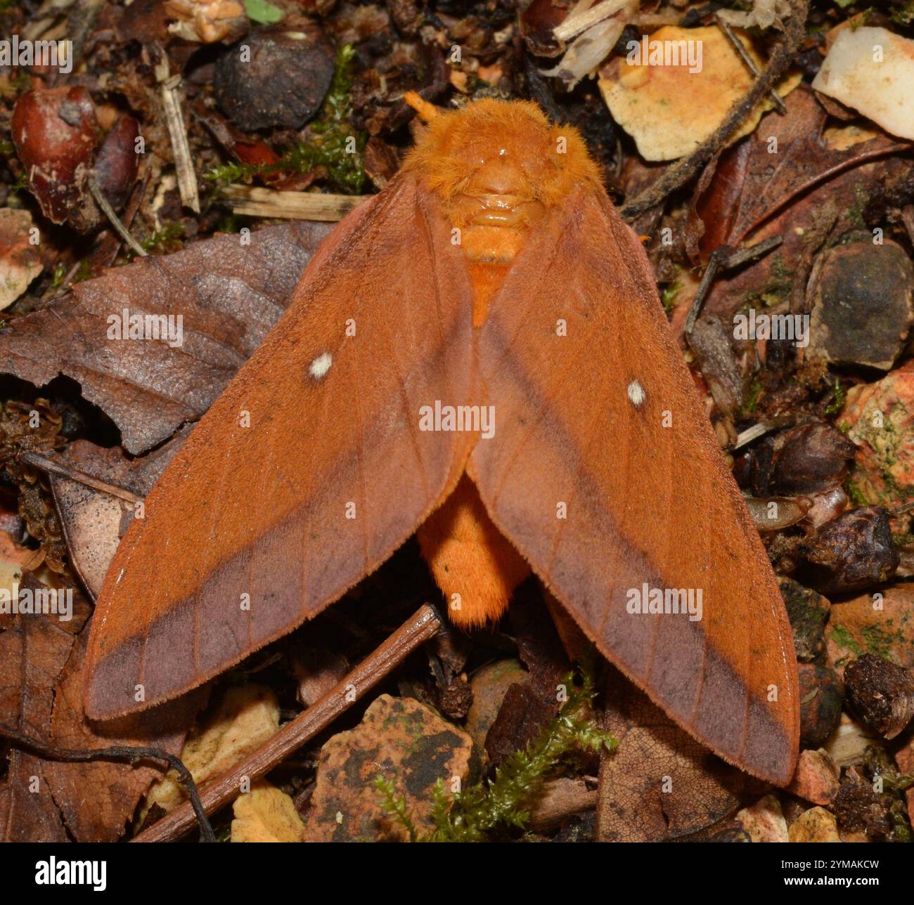 Pink striped oakworm hi-res stock photography and images - Alamy