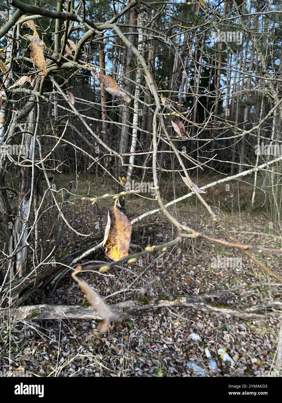 goat willow (Salix caprea Stock Photo - Alamy