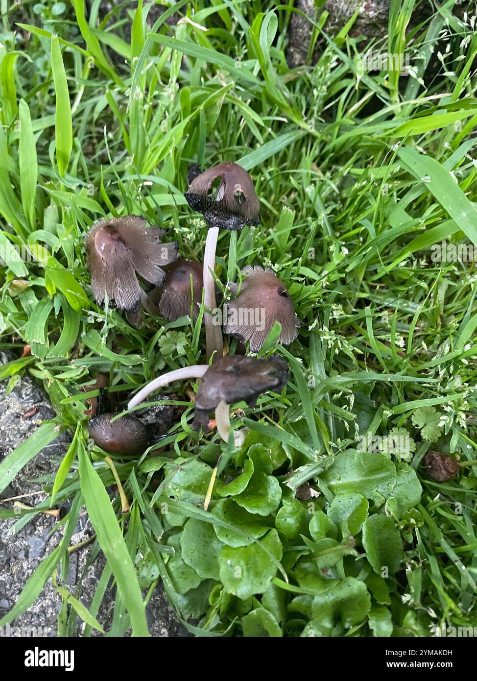 Brittlestems and Allies (Psathyrellaceae Stock Photo - Alamy