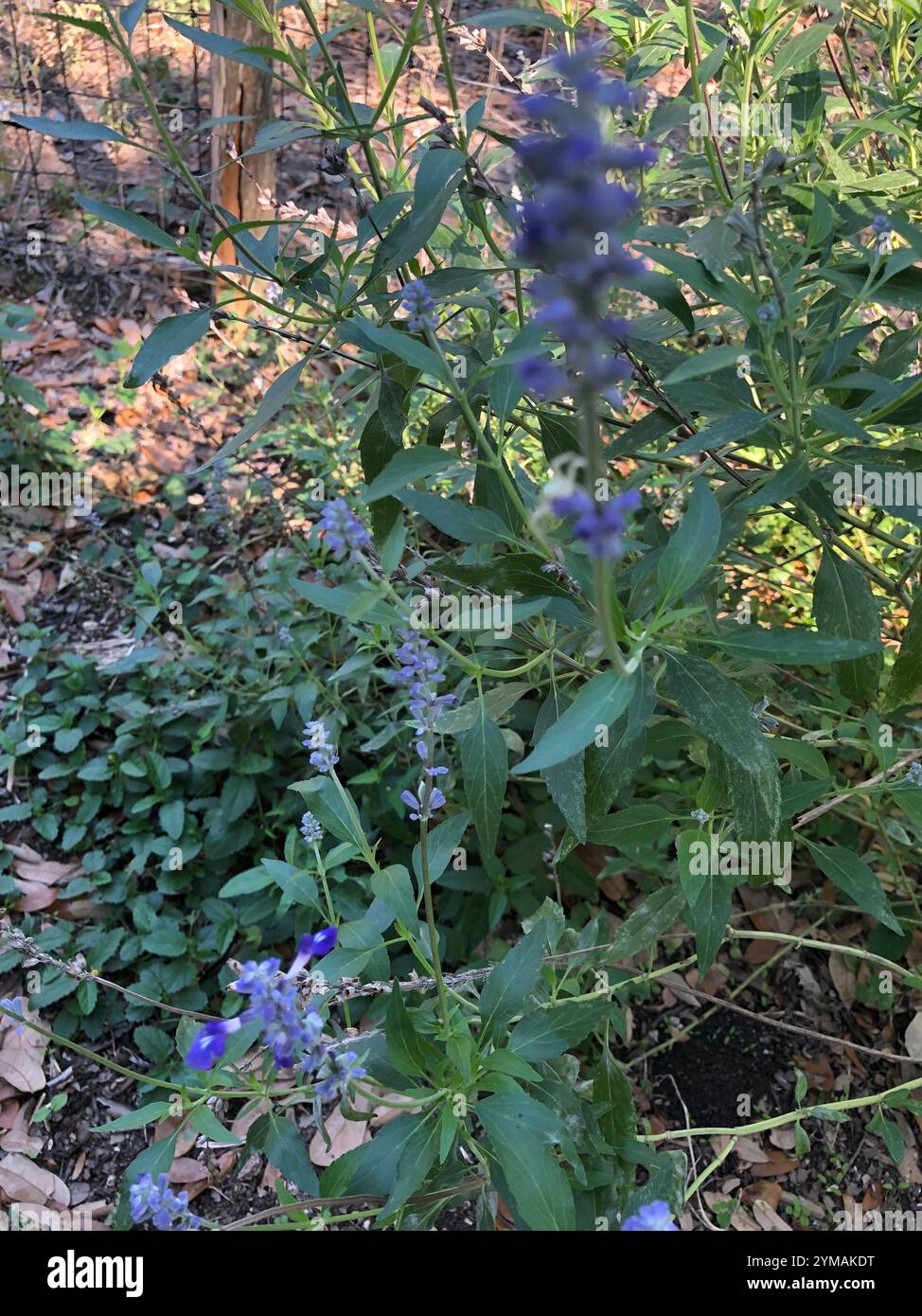 Mealy Blue Sage (Salvia farinacea Stock Photo - Alamy