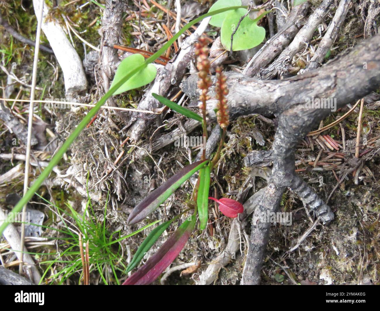alpine bistort (Bistorta vivipara Stock Photo - Alamy