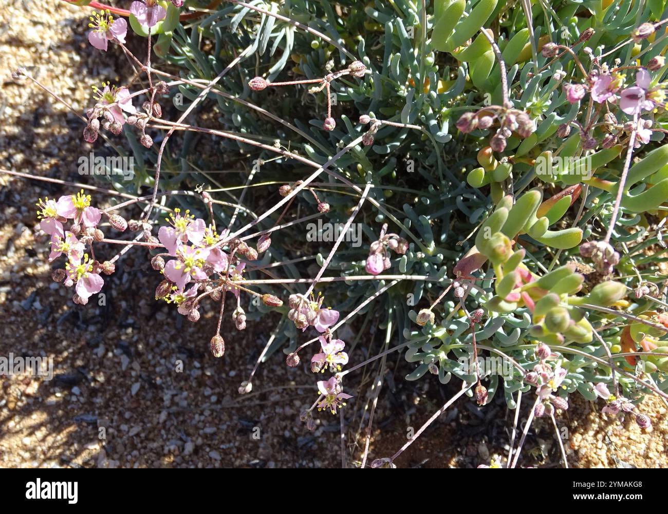 Sour Saltsorrel (Kewa salsoloides Stock Photo - Alamy