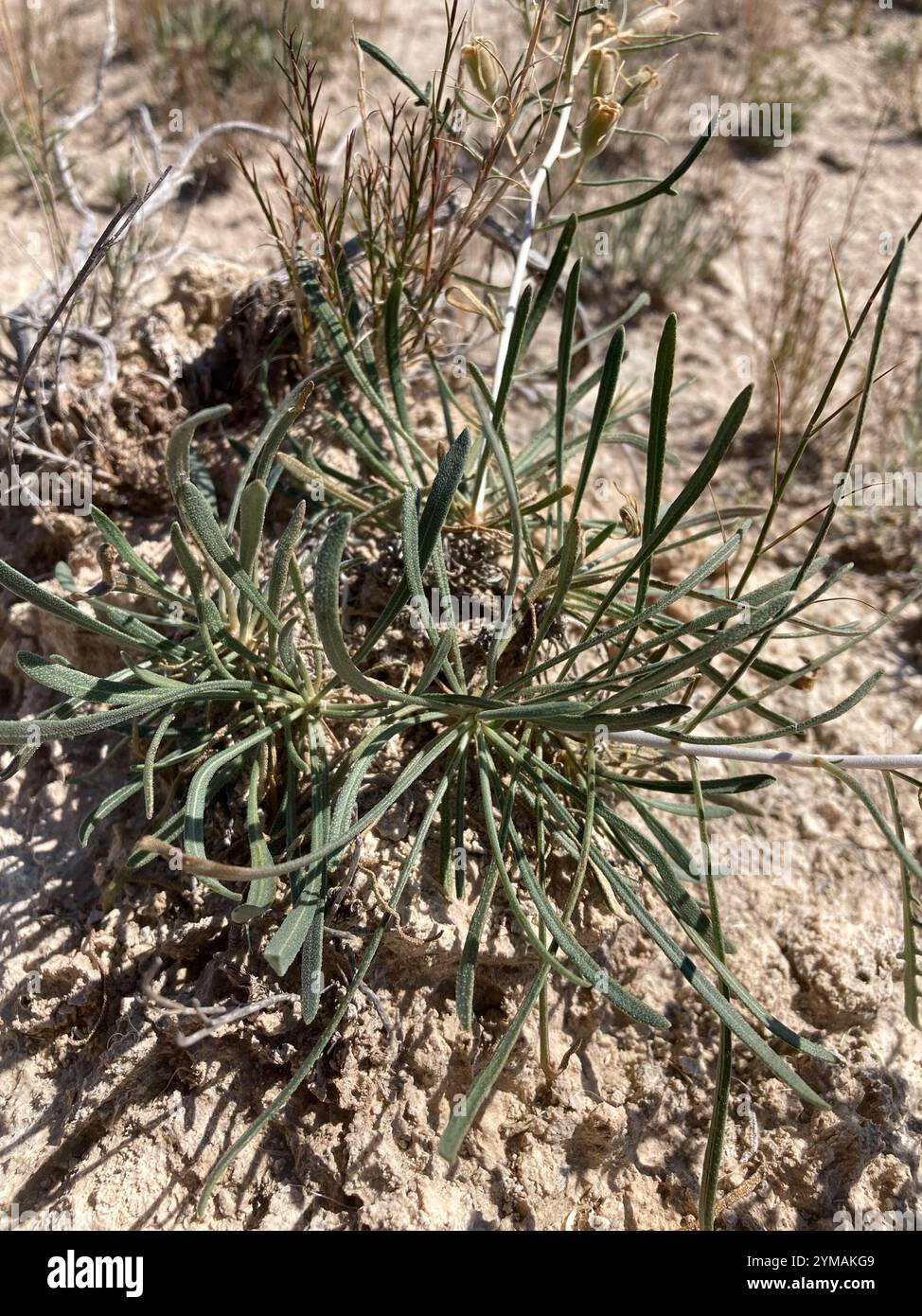 (Mentzelia humilis humilis Stock Photo - Alamy