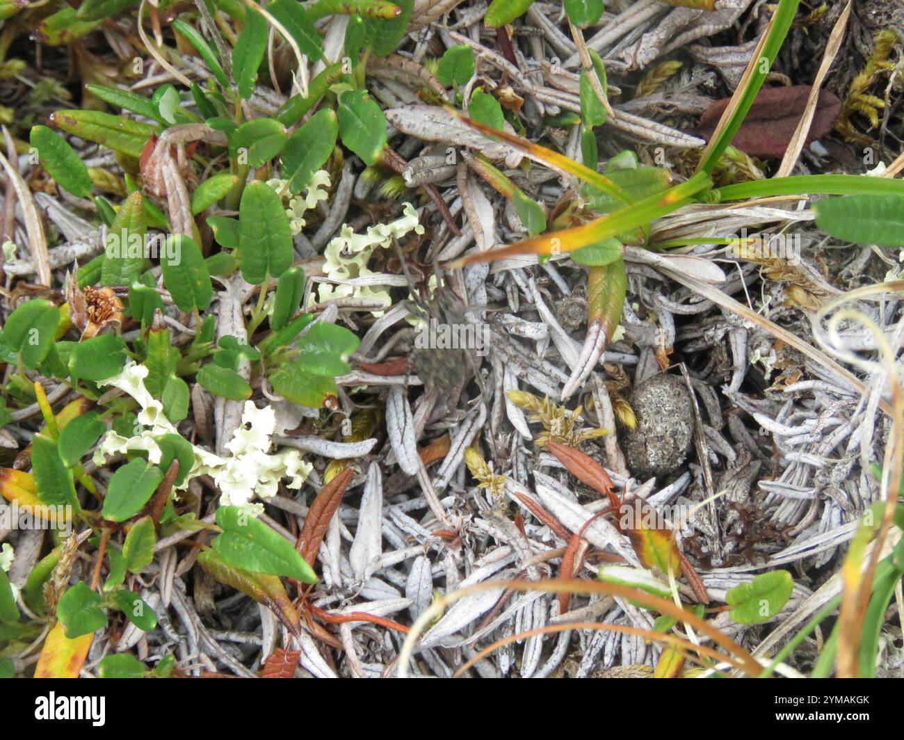 Thin-legged Wolf Spiders (Pardosa Stock Photo - Alamy