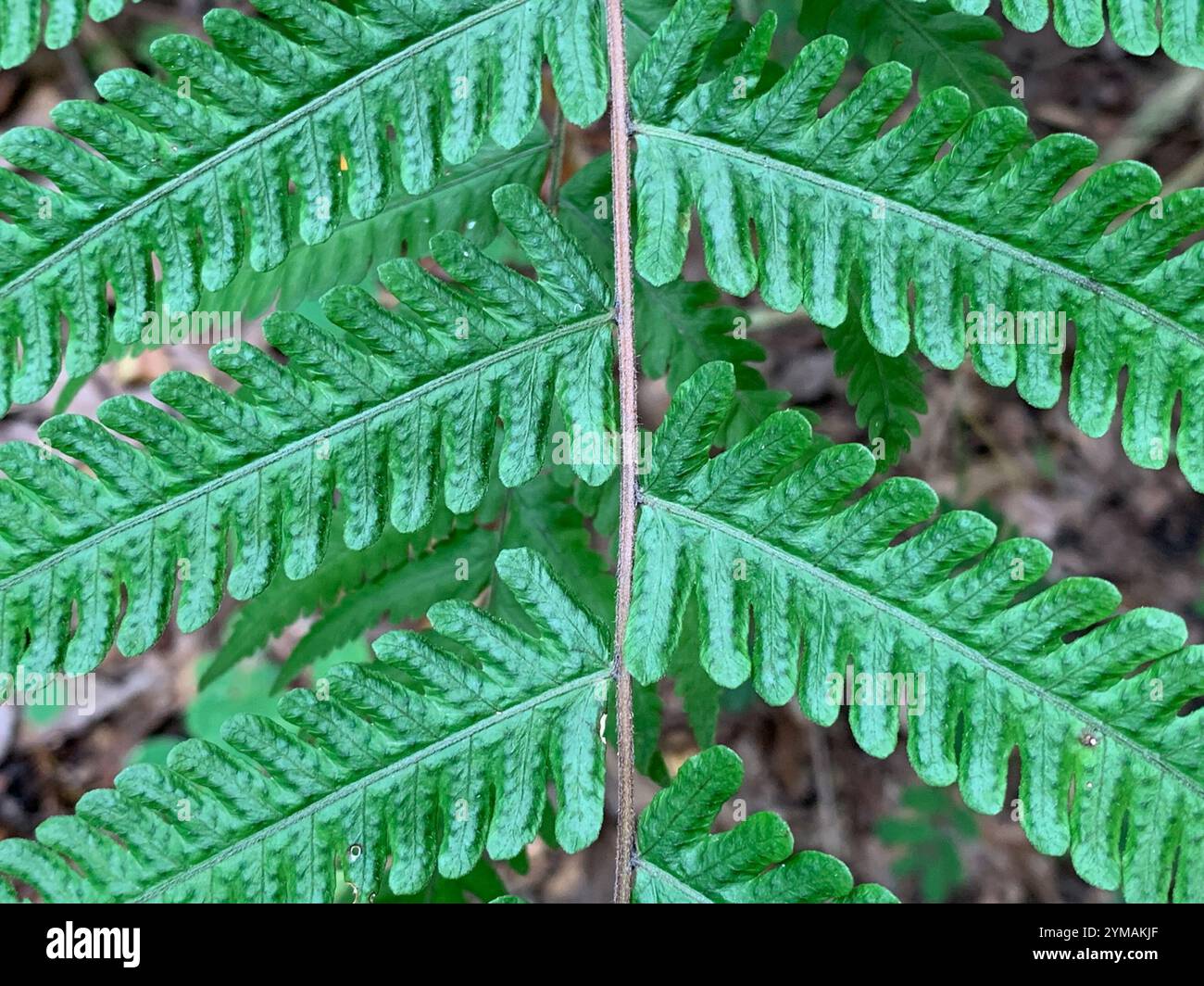 Soft Fern (Christella dentata Stock Photo - Alamy