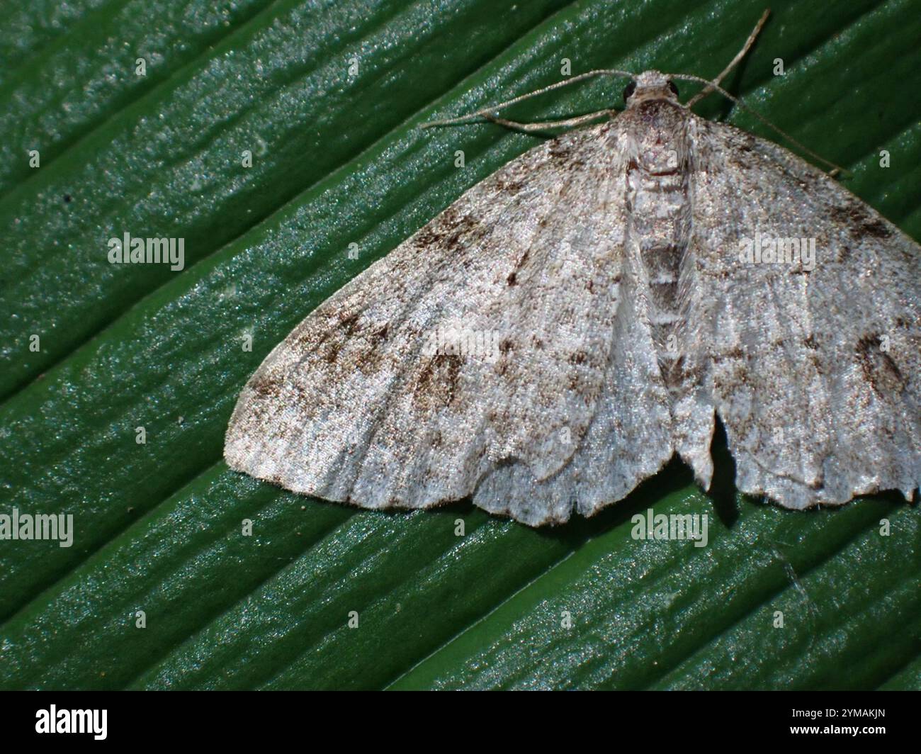 Geometer Moths (Geometridae Stock Photo - Alamy