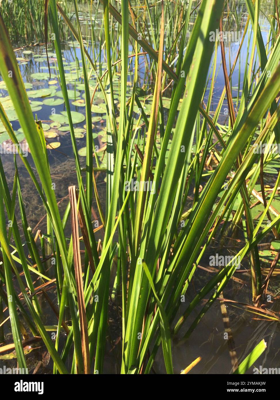 Branching Bur-reed (Sparganium androcladum Stock Photo - Alamy