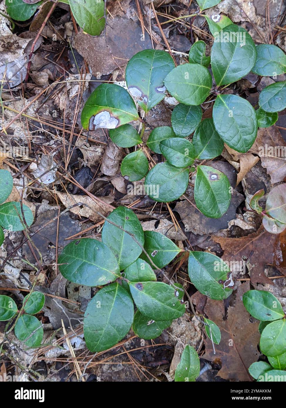 Eastern Teaberry (Gaultheria procumbens Stock Photo - Alamy