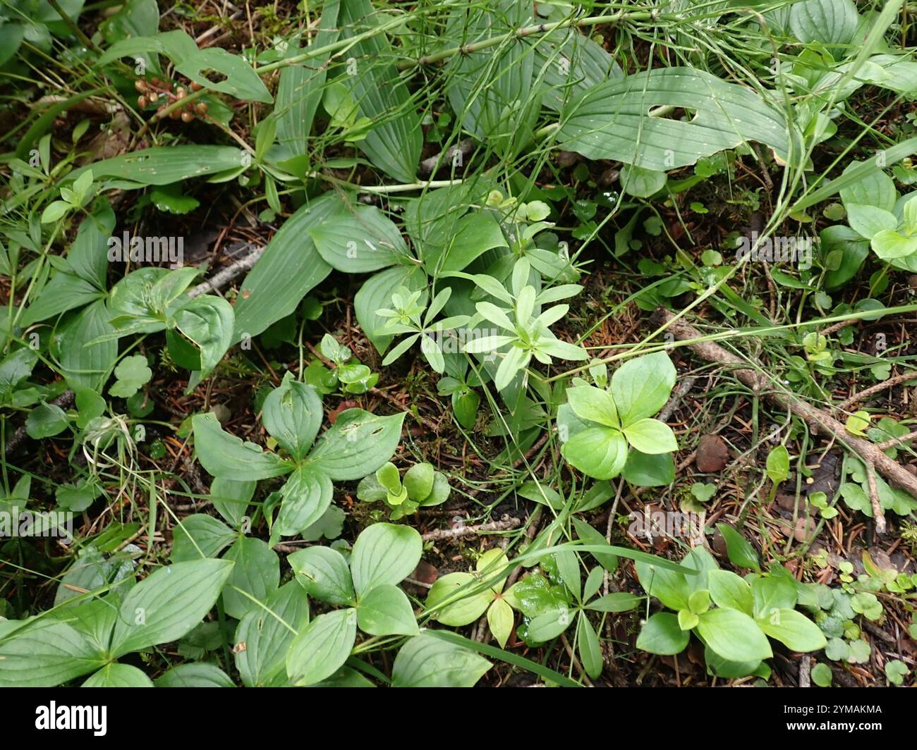 fragrant bedstraw (Galium triflorum Stock Photo - Alamy