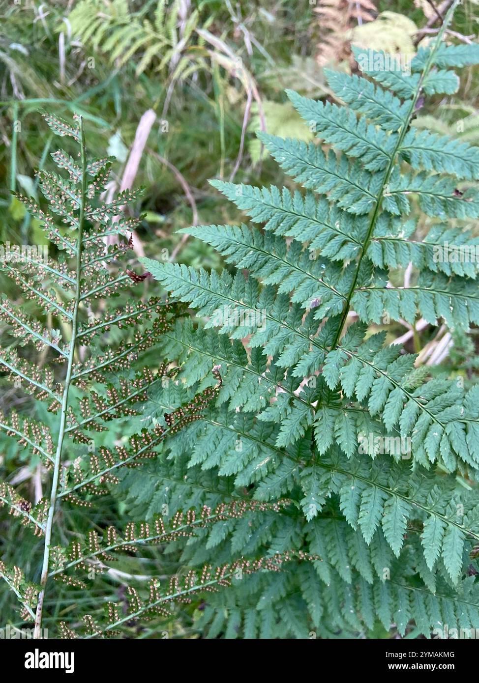 broad buckler-fern (Dryopteris dilatata Stock Photo - Alamy